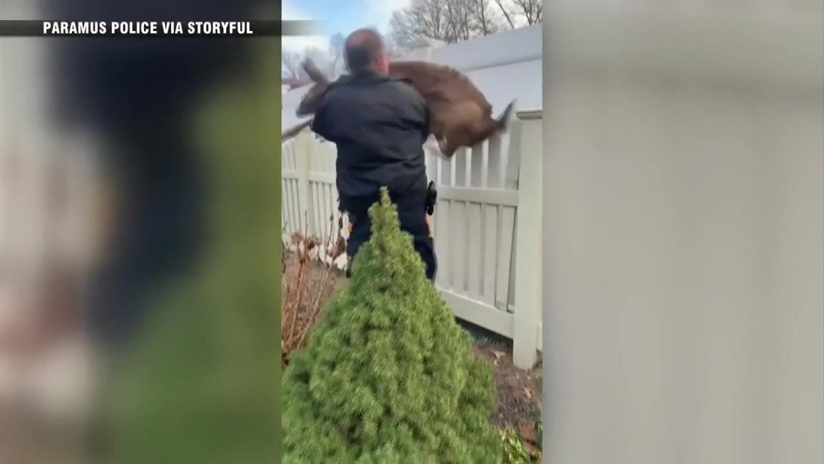 Police officer rescues deer stuck in a fence - Boston News, Weather ...