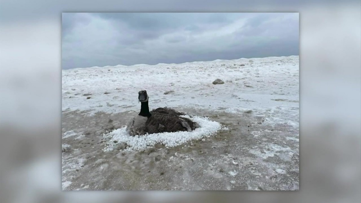 Firefighters rescue Canadian goose stuck in frozen sand - Boston News ...
