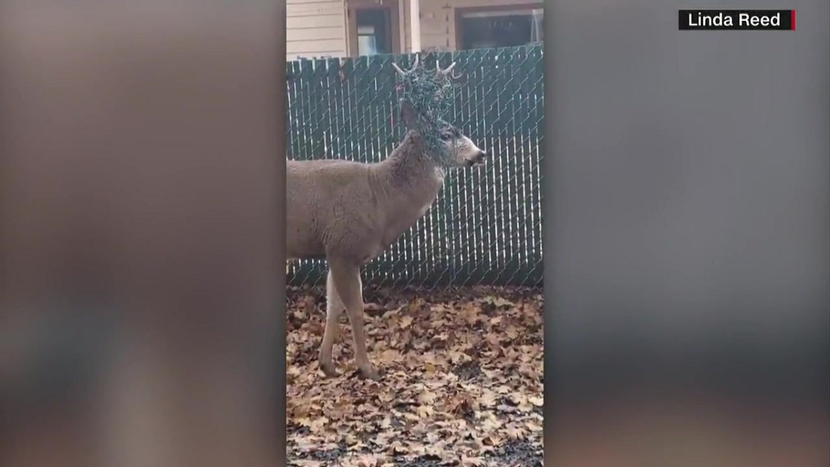 Buck gets antlers tangled in Christmas lights, freed by wildlife ...