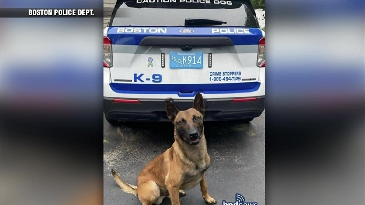 Boston police mourn sudden death of active-duty K-9 Tyson - Boston News ...
