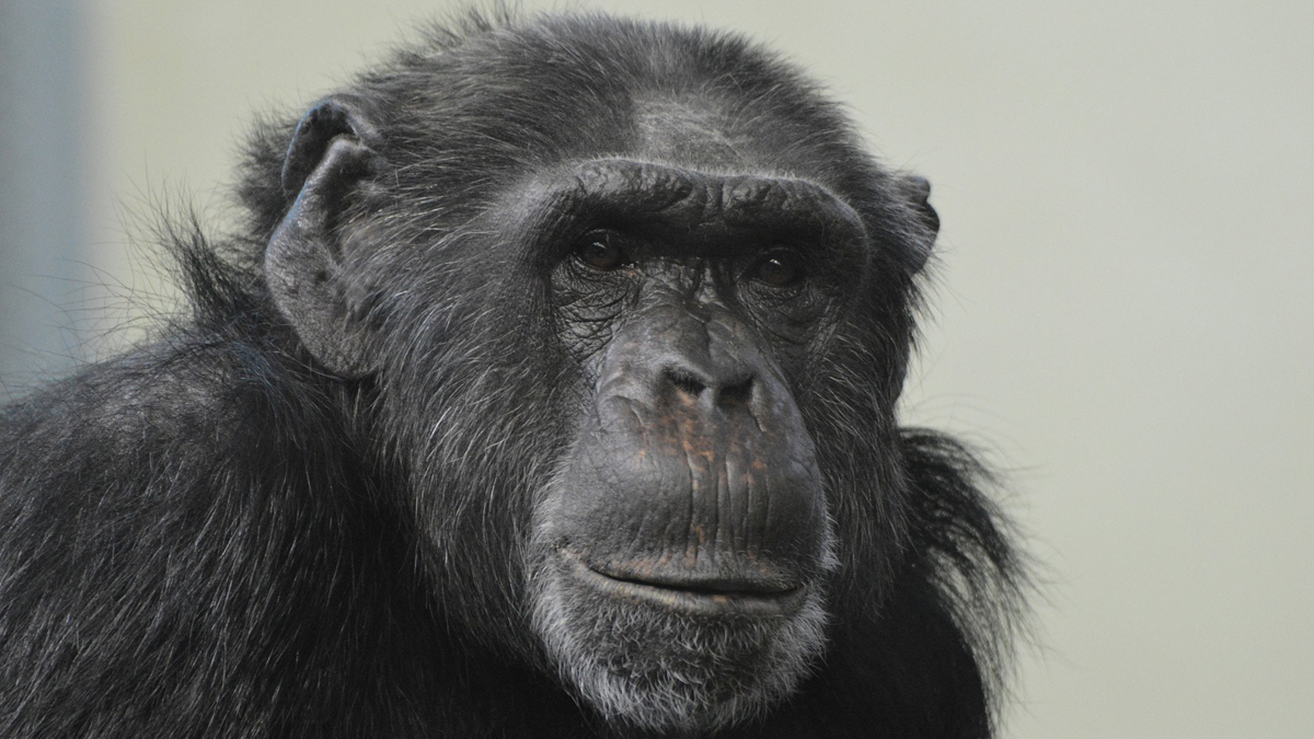 4 chimps loose in monkey house in Swedish zoo, 3 shot dead - Boston ...