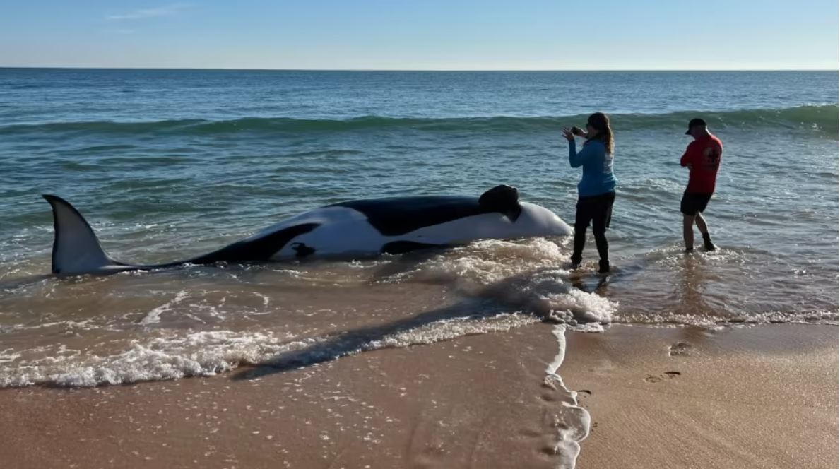 21-foot killer whale washes up on Florida beach - Boston News, Weather ...