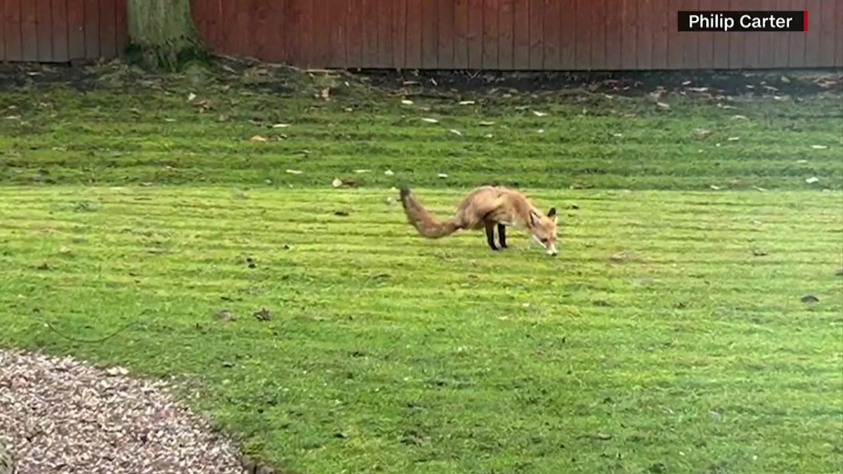 Two-legged fox spotted outside a home in England - Boston News, Weather ...