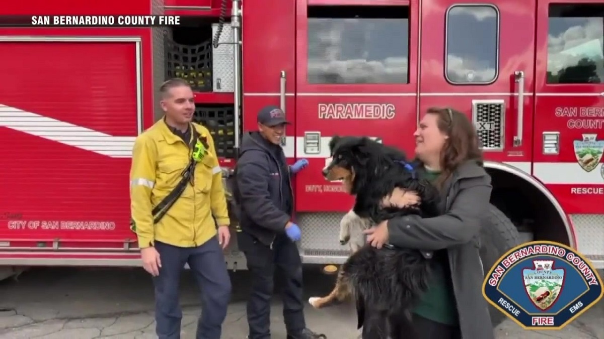 Apple AirTag helps firefighters rescue dog swept away in storm drain - Boston News, Weather ...