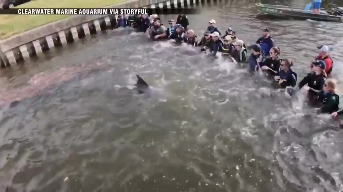 Biologists rescue dolphin stuck in a creek in Florida - Boston News ...