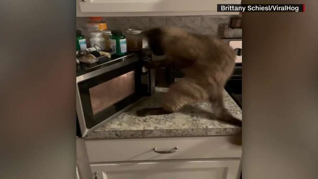 Cat’s microwave obsession goes viral on social media – Boston News ...