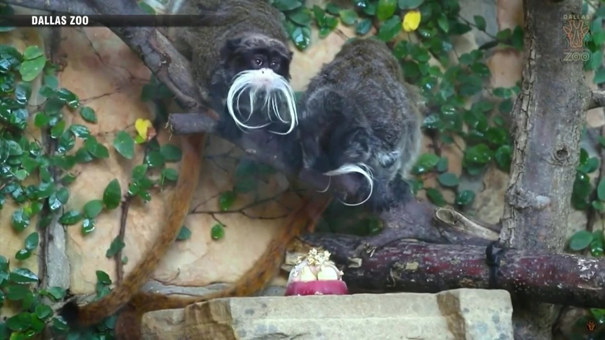 2 monkeys taken from Dallas Zoo in latest suspicious event - Boston ...