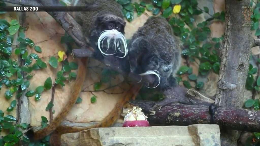 2 monkeys taken from Dallas Zoo in latest suspicious event – Boston ...