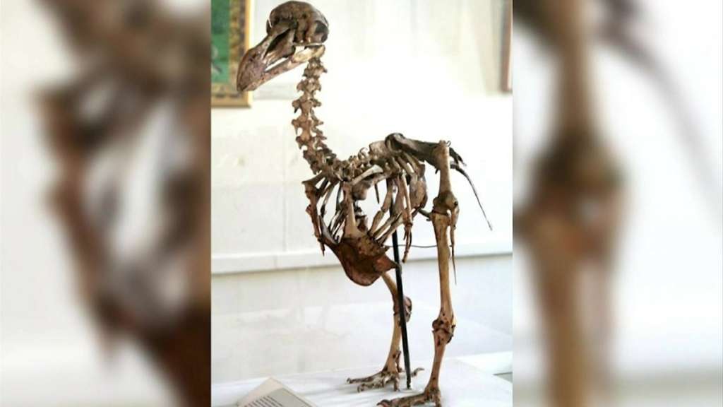 Scientists plot the resurrection of a bird that’s been extinct since ...