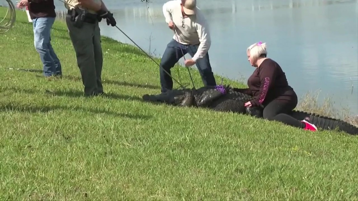Alligator kills 85-year-old Florida woman as she walked dog - Boston ...