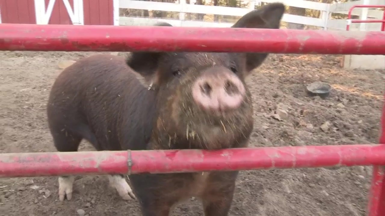 Animal Rescue League seeks home for pig abandoned in Boston - Boston ...