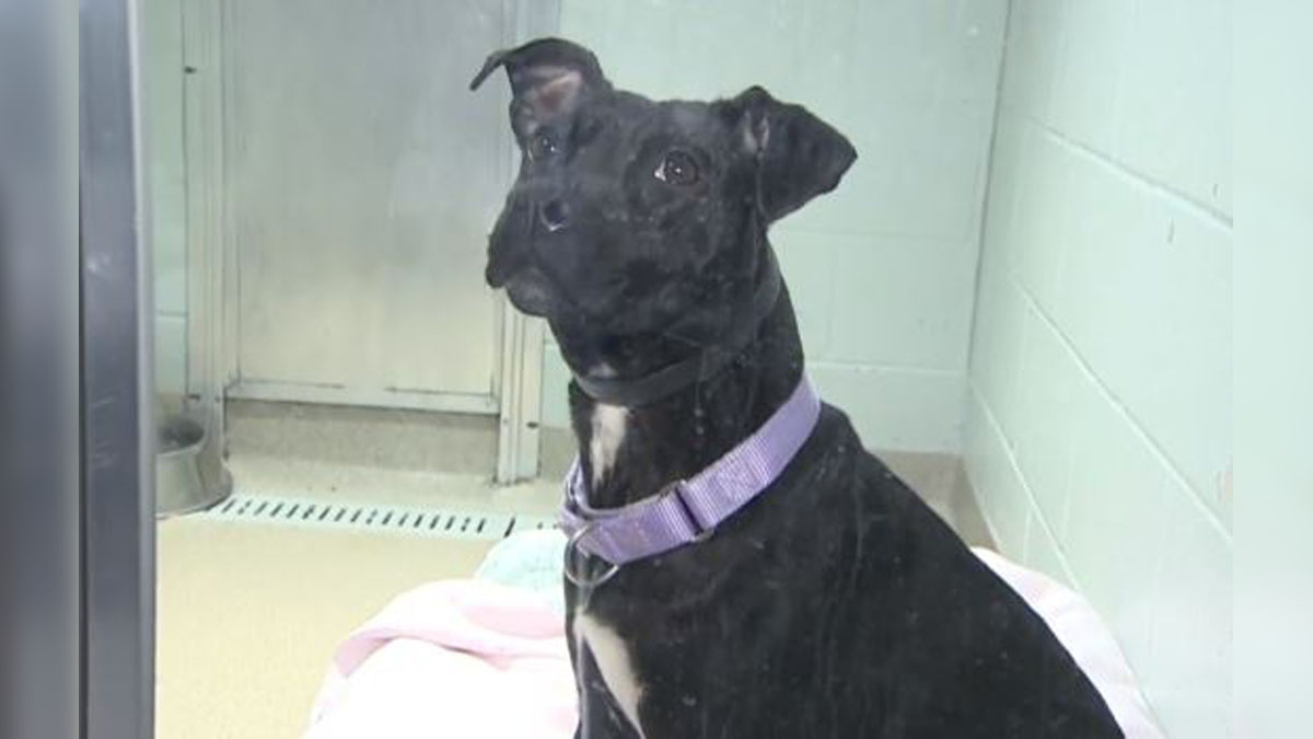 Dogs rescued from SC dog fighting ring looking for forever homes in ... Dogs rescued from SC dog fighting ring looking for forever homes in ...