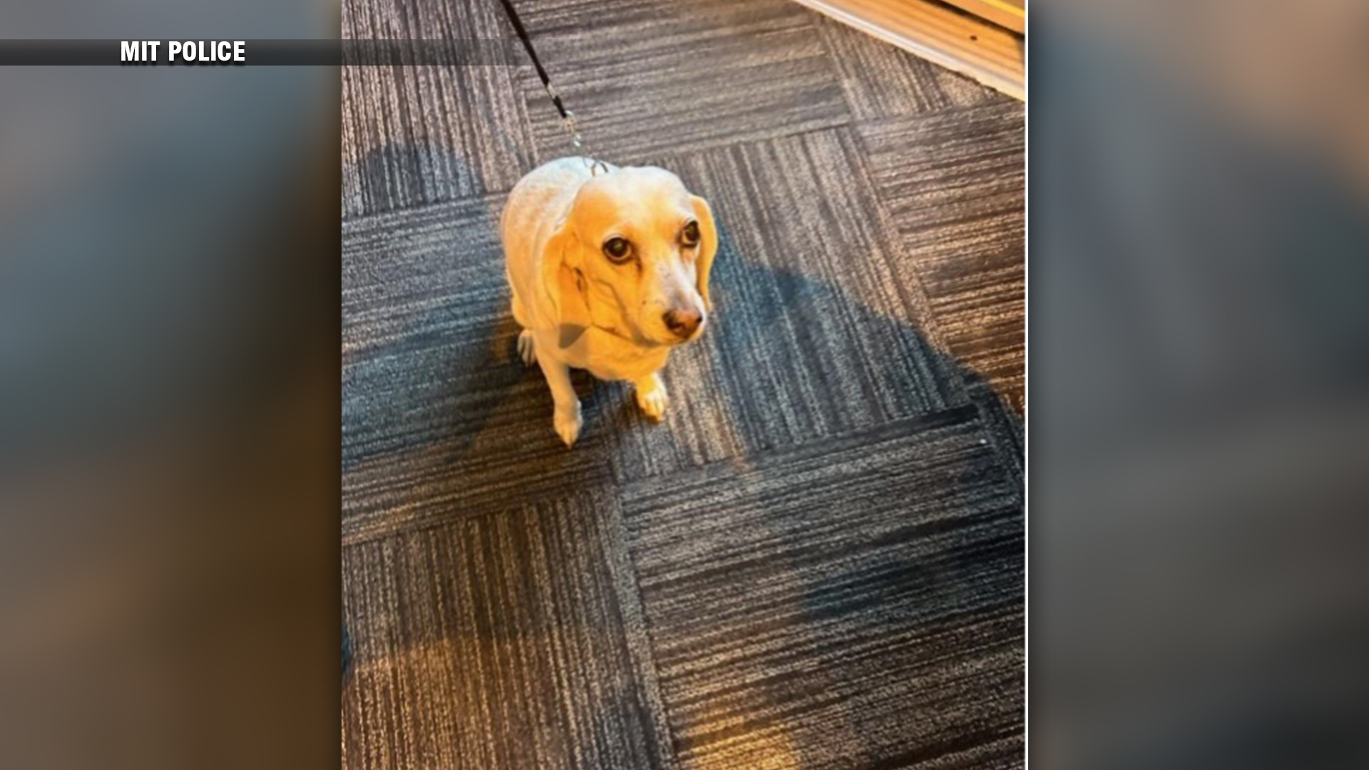 Cambridge teen arrested after allegedly stealing car with dog inside ...