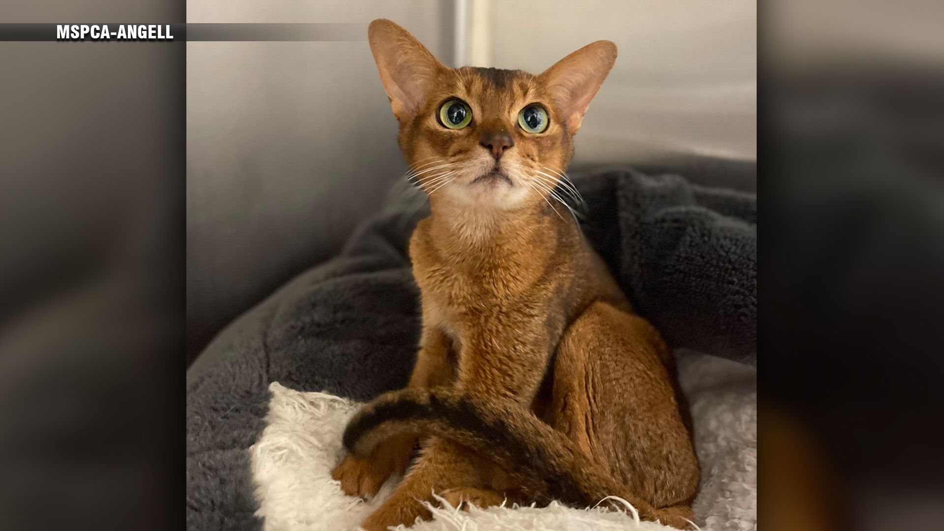 MSPCA-Angell rehabilitating exotic Abyssinian cats with plans to put ...