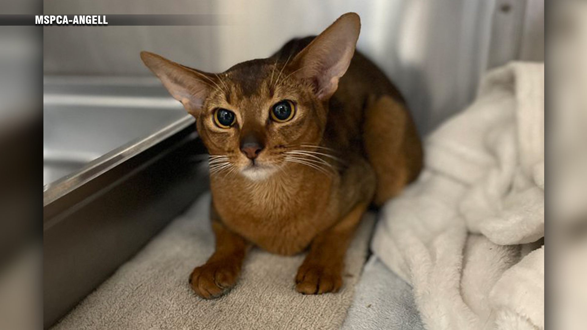 MSPCA-Angell rehabilitating exotic Abyssinian cats with plans to put ...