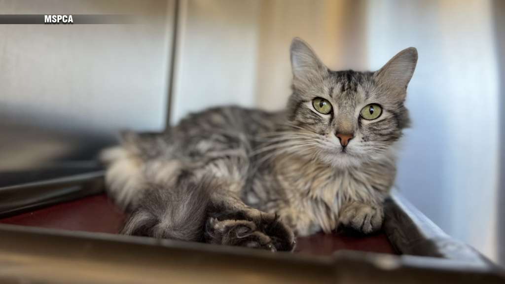 Relieving animal shelter in Texas, MSPCA & NEAS take in nearly 50 cats ...