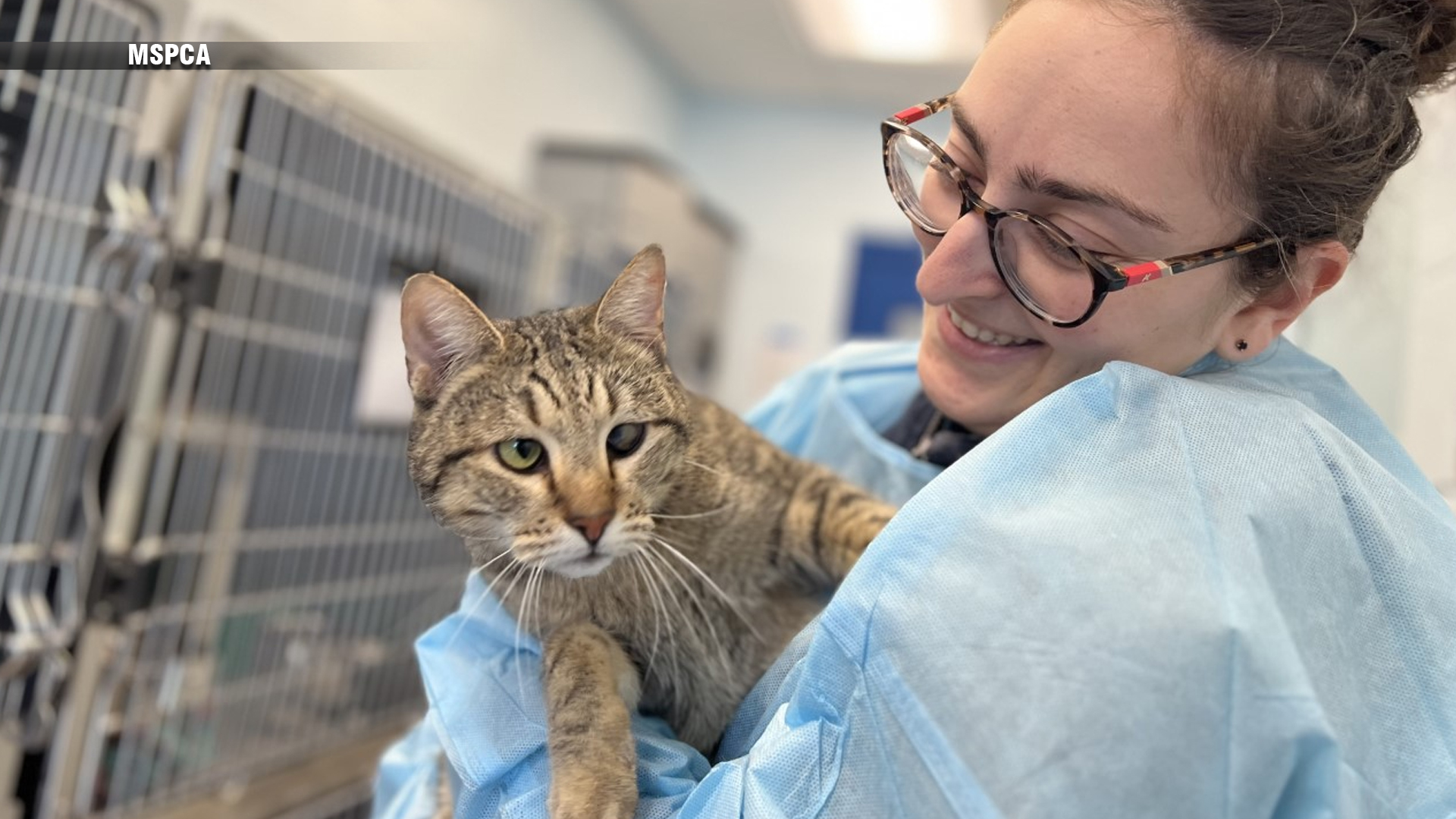 Relieving animal shelter in Texas, MSPCA & NEAS take in nearly 50 cats ...