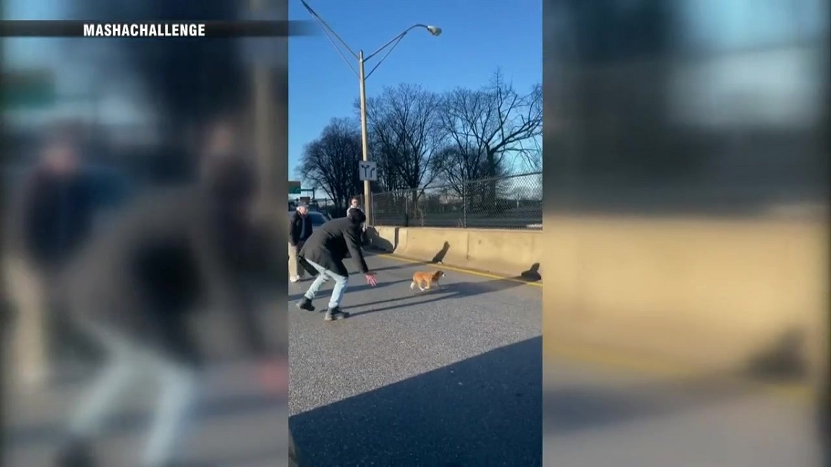 WATCH: Drivers help lost dog after it got stuck on Storrow Drive ...