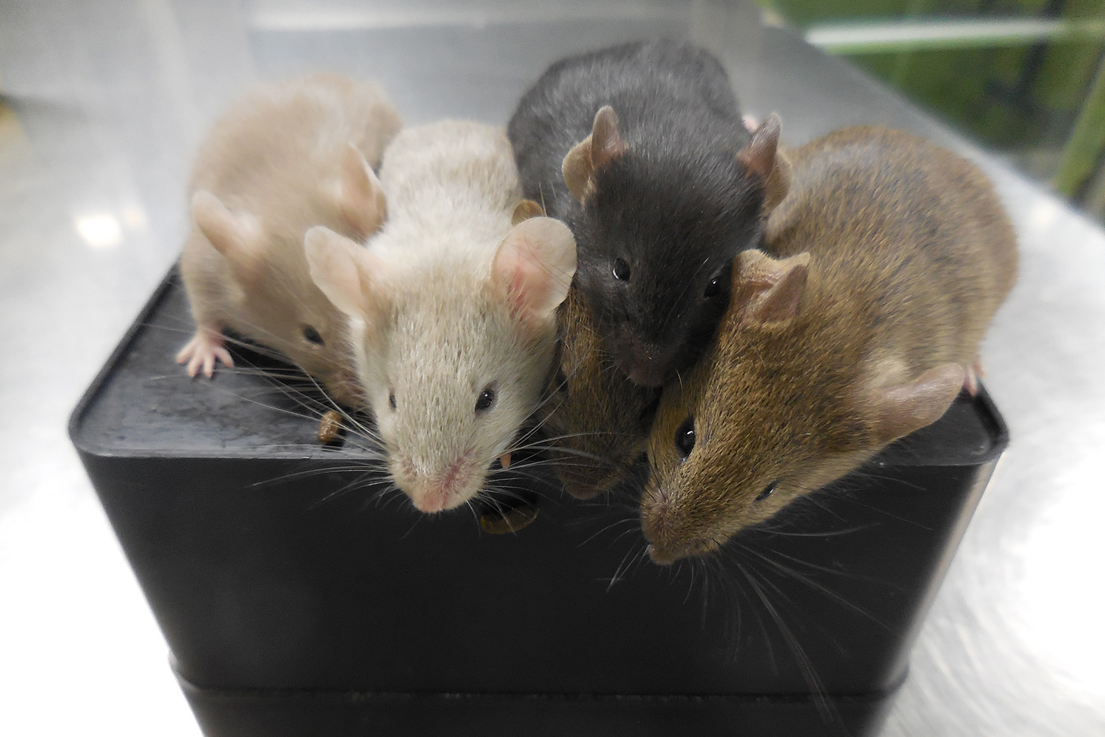 Scientists create mice from two dads after making eggs from skin cells ...