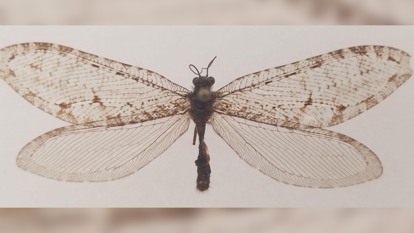 Giant flying insect found on Walmart building turns out to be Jurassic ...