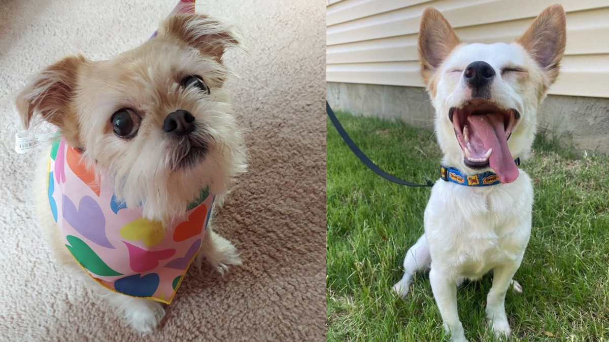 PUPPY LOVE: Take a look at the photos 7NEWS viewers submitted for ...