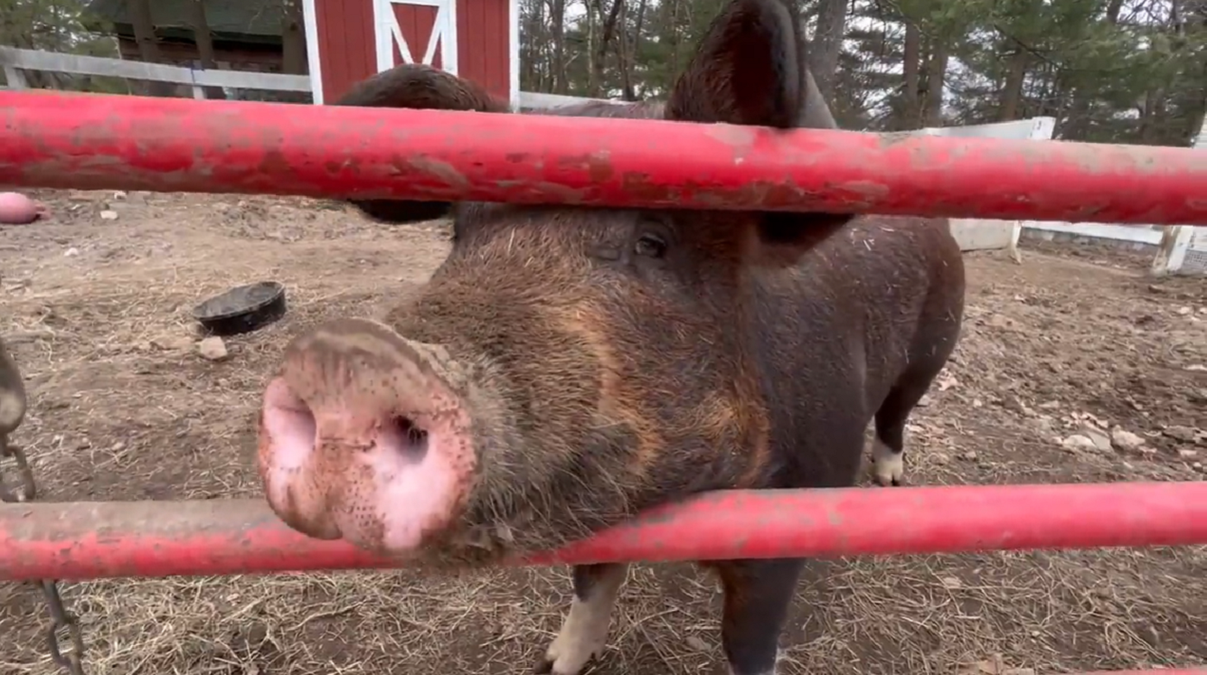 Pet pig abandoned at Boston residence finds new home in New Hampshire ...
