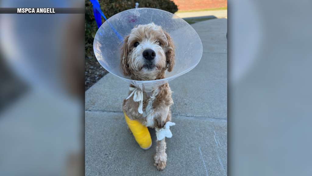 Boston MSPCA Goldendoodle1 – Boston News, Weather, Sports | WHDH 7News