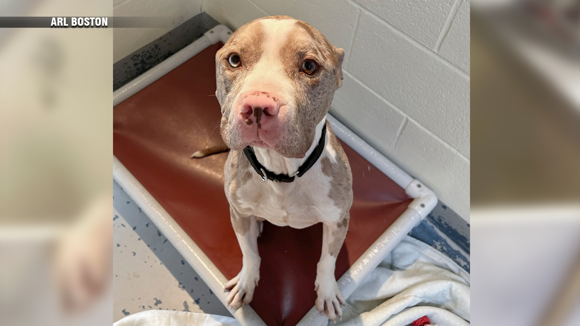 Good Boy, ‘Little Man’: Emaciated, ‘likely abandoned’ dog found on Cape ...