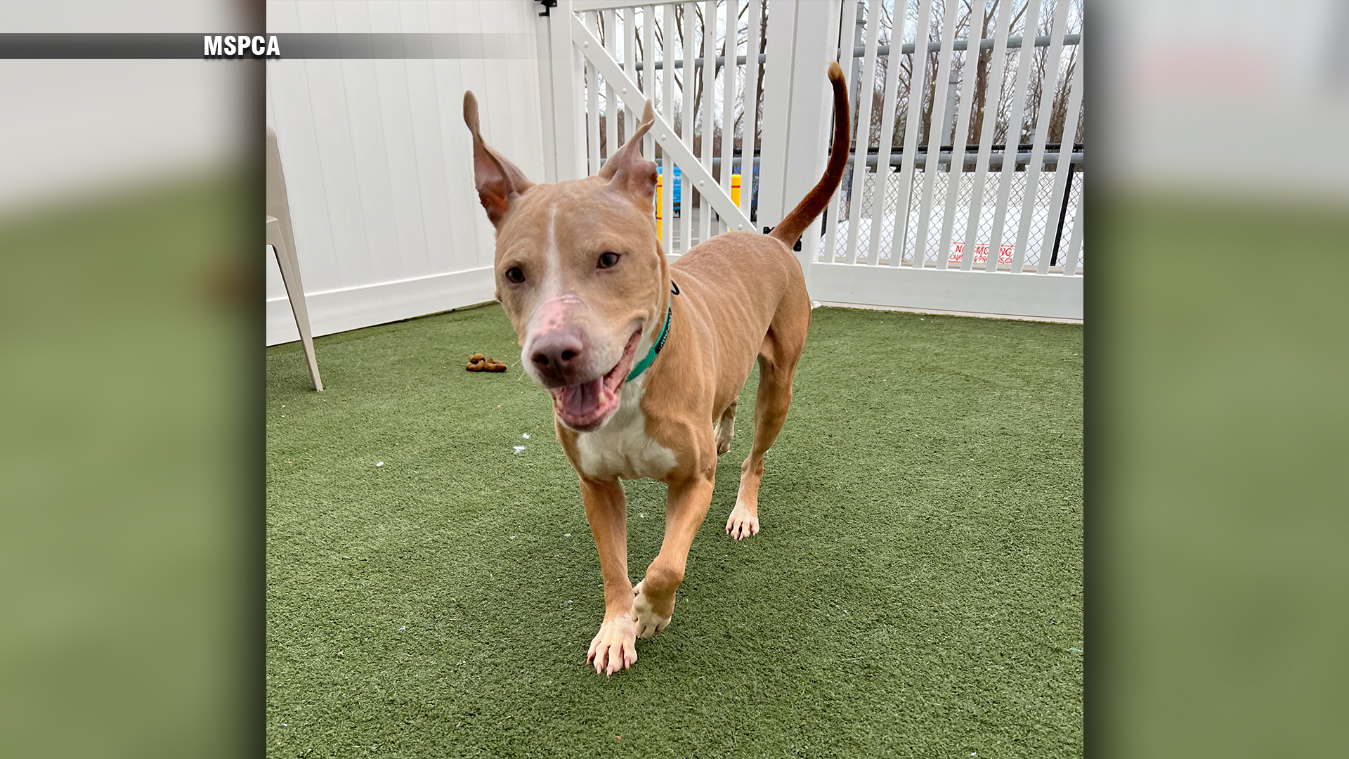 Pit bulls found abandoned in Salem now up for adoption - Boston News ...