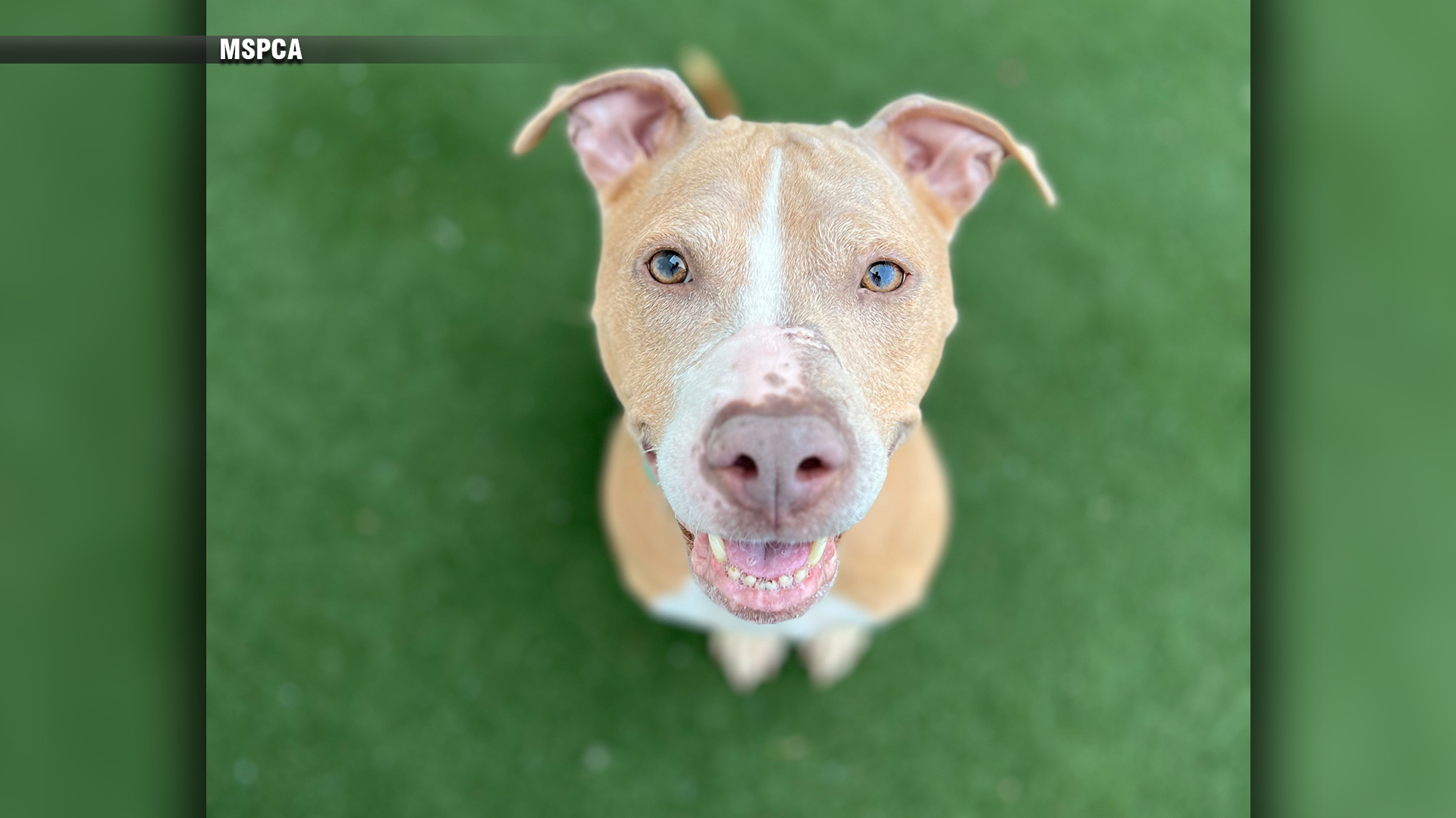 Pit bulls found abandoned in Salem now up for adoption - Boston News ...