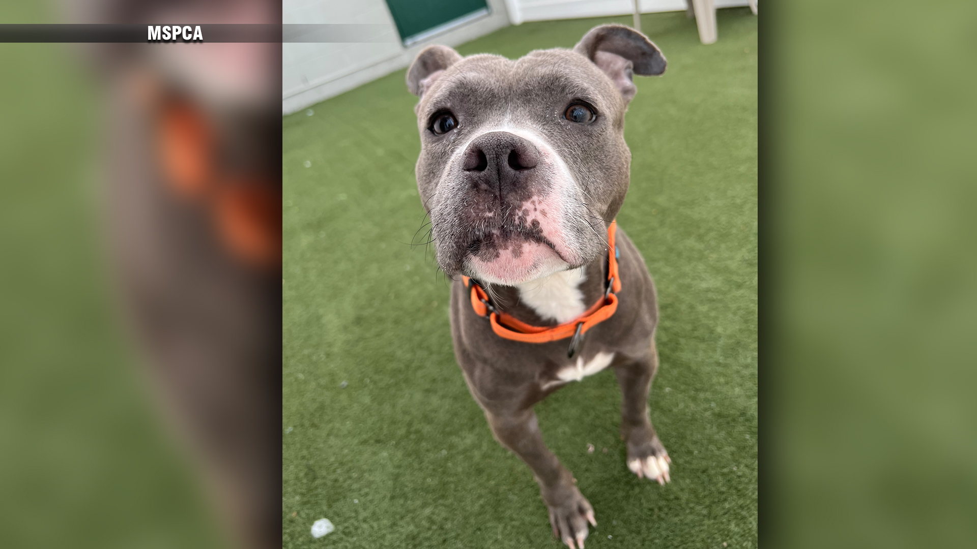 Pit bulls found abandoned in Salem now up for adoption - Boston News ...