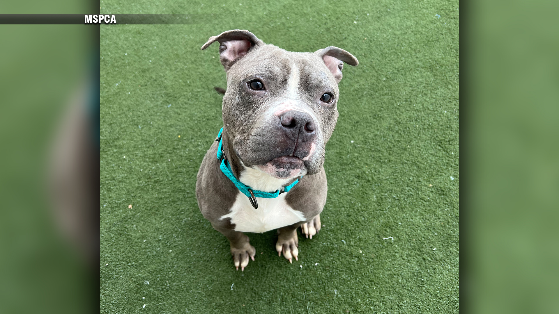 Pit bulls found abandoned in Salem now up for adoption - Boston News ...