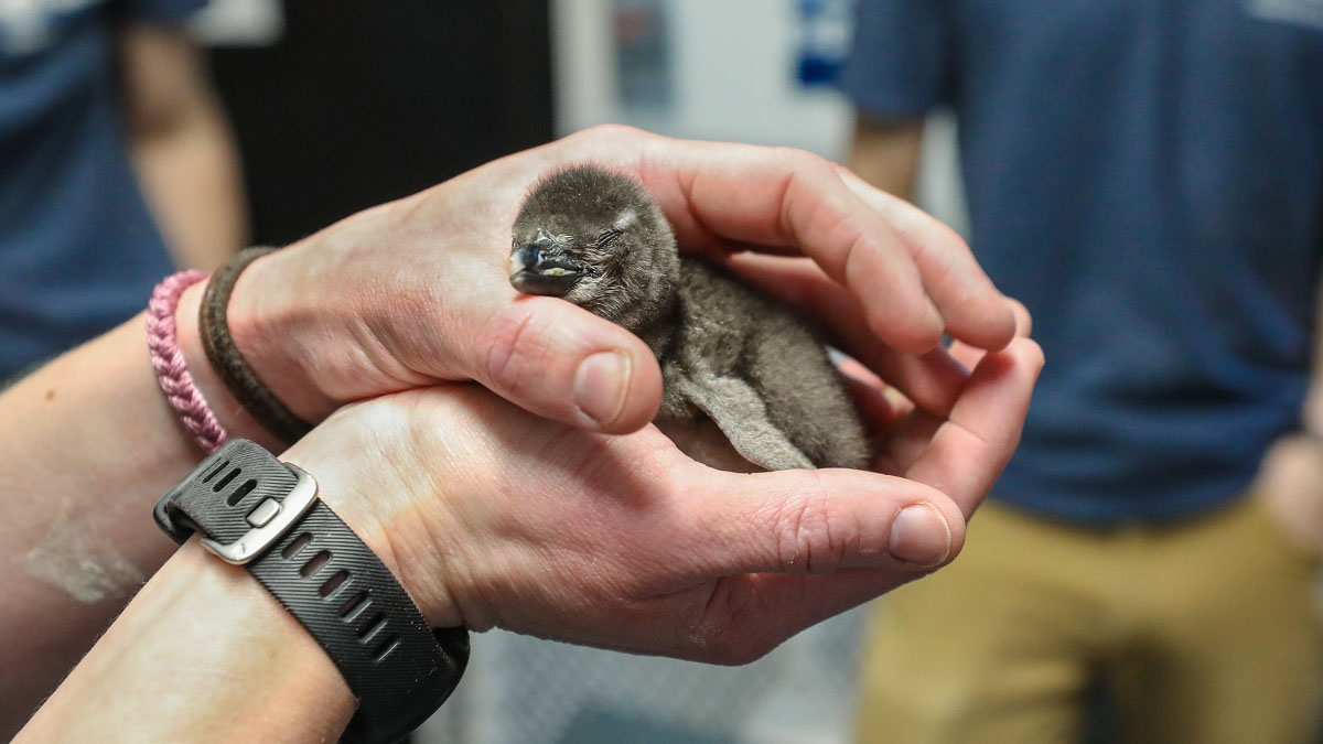 African penguin chick hatches at New England Aquarium - Boston News ...