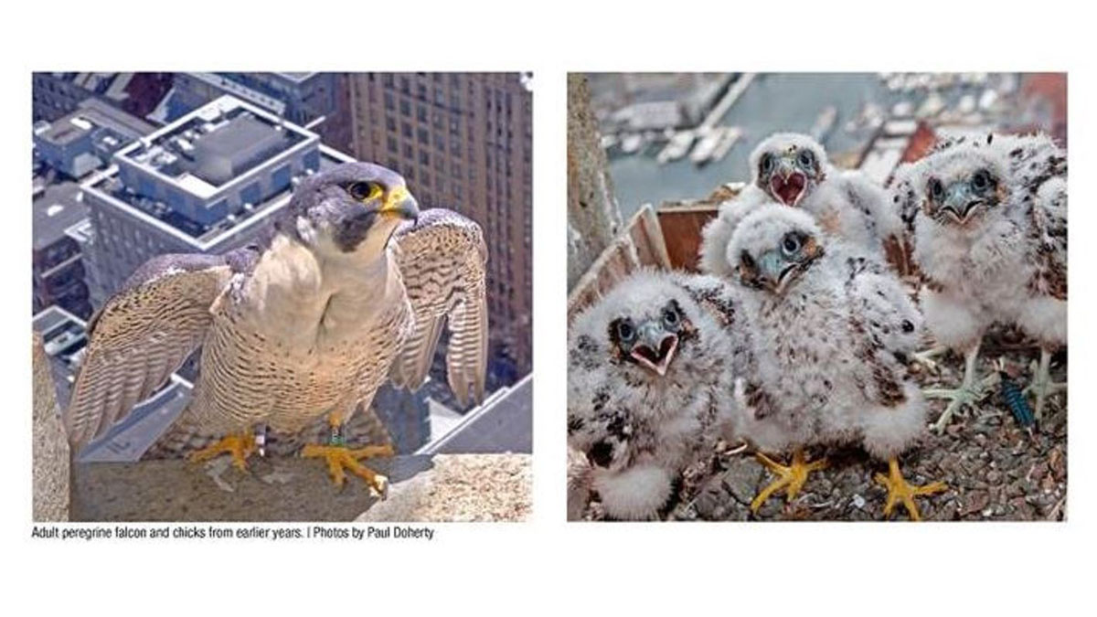 Peregrine Falcons nest at top of Boston’s Custom House - Boston News ...