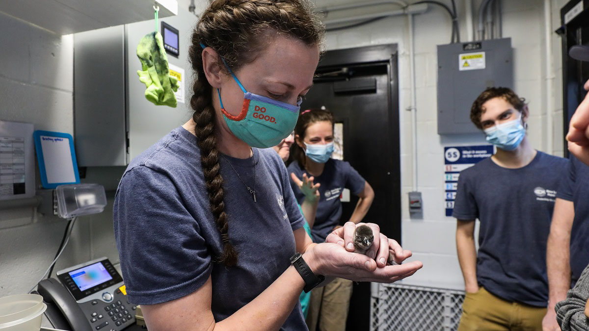 African penguin chick hatches at New England Aquarium - Boston News ...