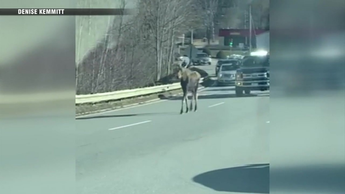 Moose spotted strolling down Route 68 in Gardner - Boston News, Weather ...