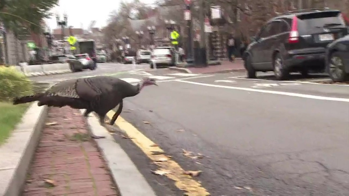 Dedham Police issue warning after reports of turkeys ‘following’ and ...