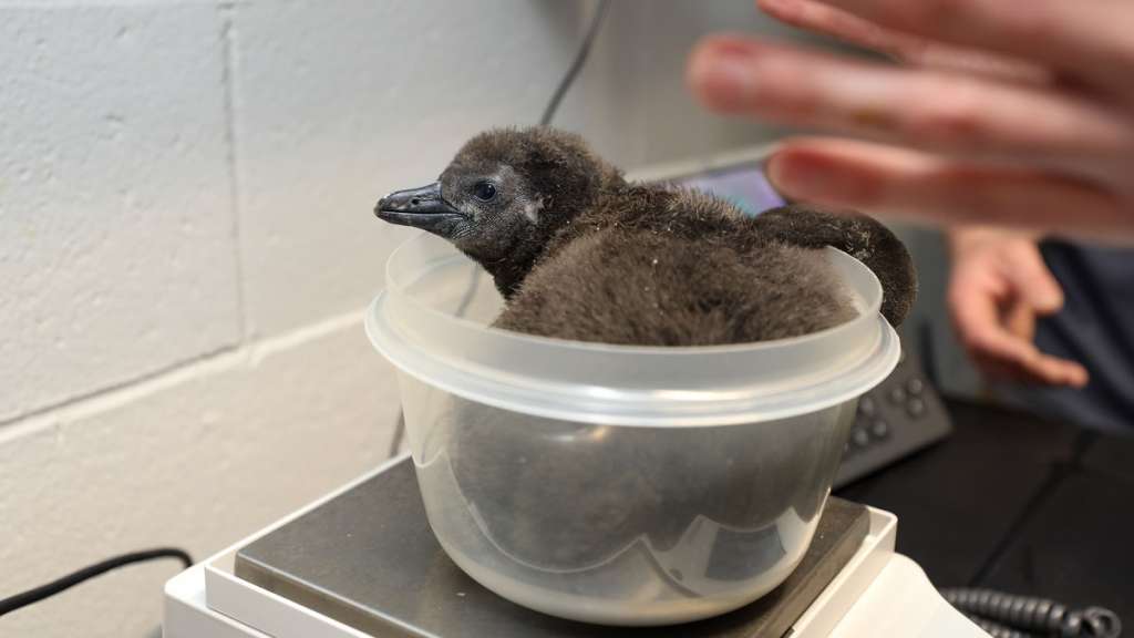 African penguin chick hatches at New England Aquarium - Boston News ...
