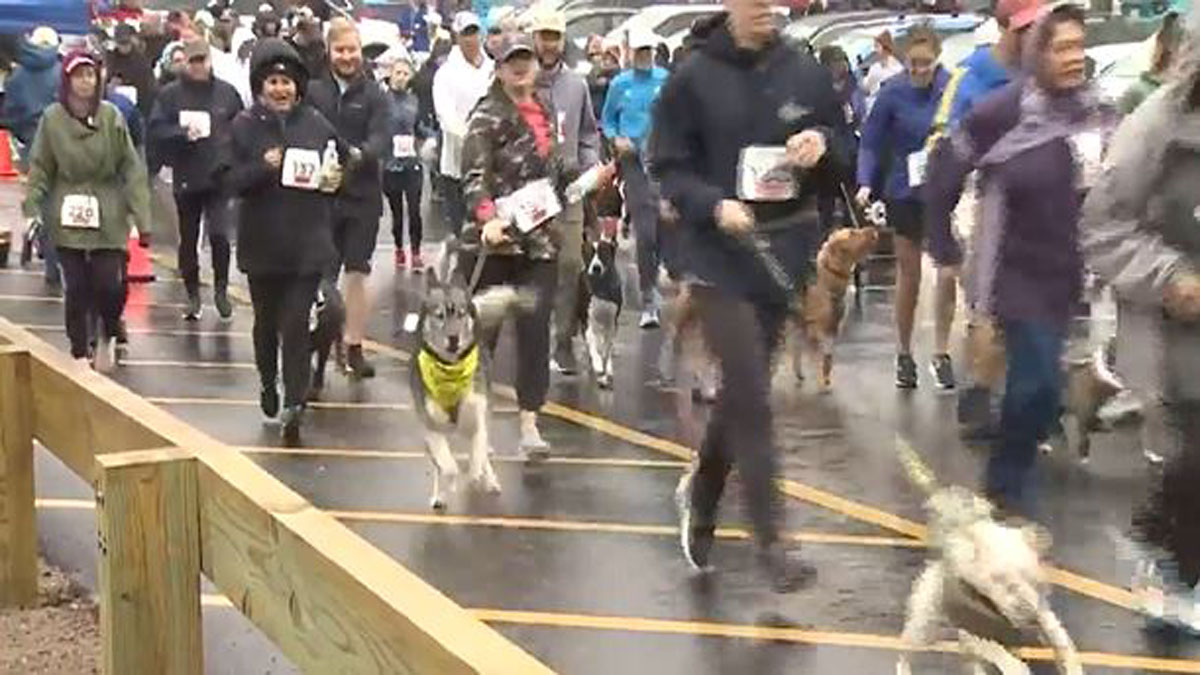Dog-friendly 5K in Natick raises money for dog charities - Boston News ...