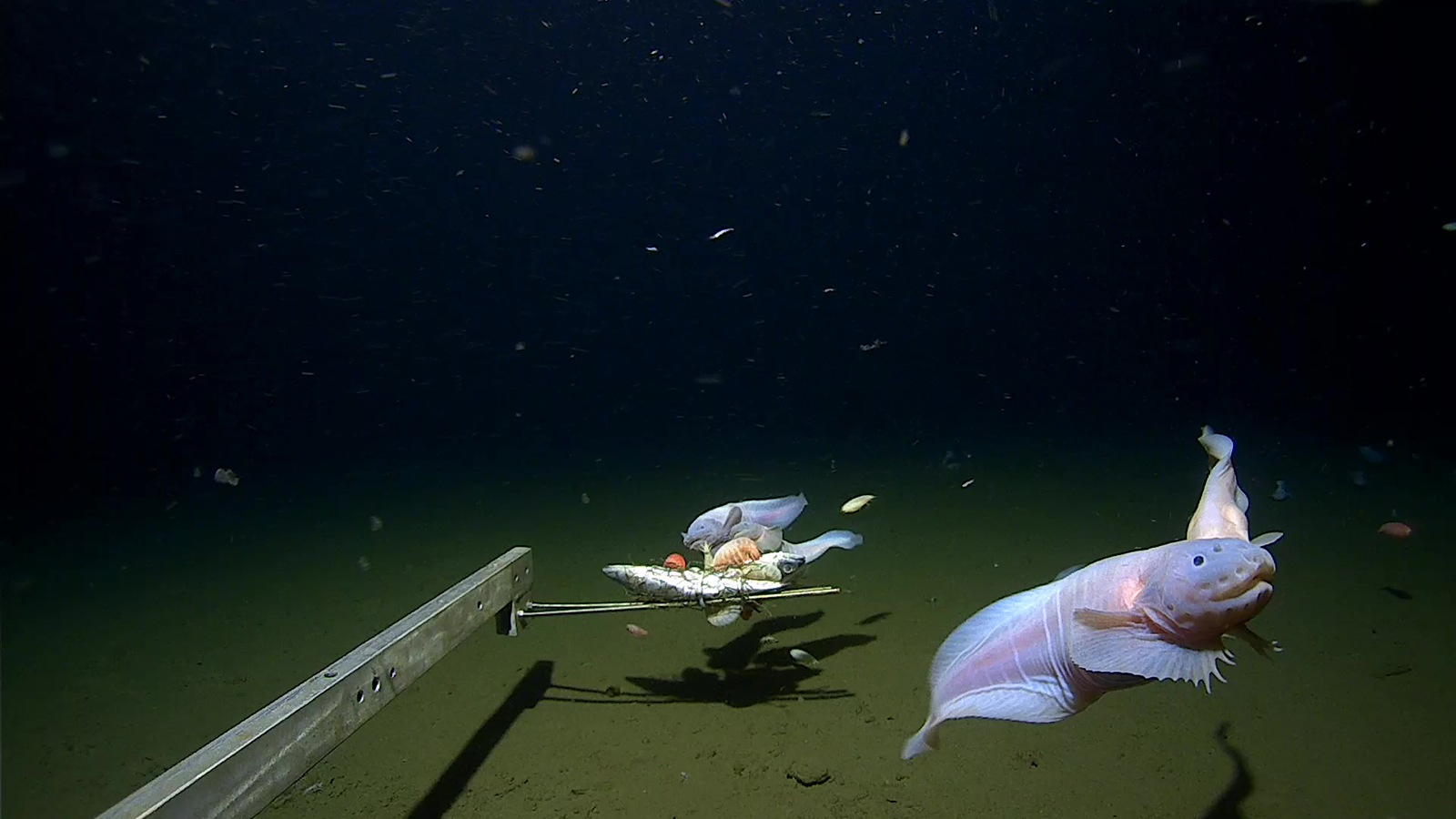 Scientists film deepest ever fish on seabed off Japan - Boston News ...