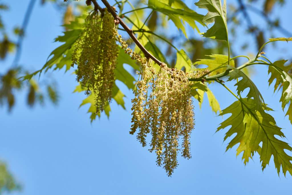 Your pollen allergies are overwhelming? This might be why - Boston News ...