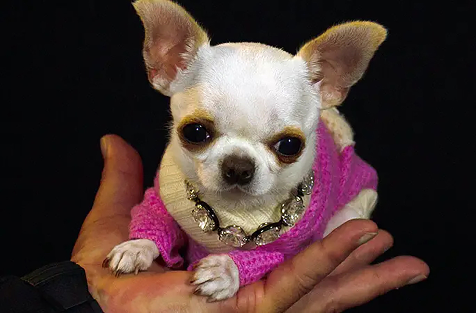 Meet pocket-sized Pearl, the world’s shortest dog - Boston News ...