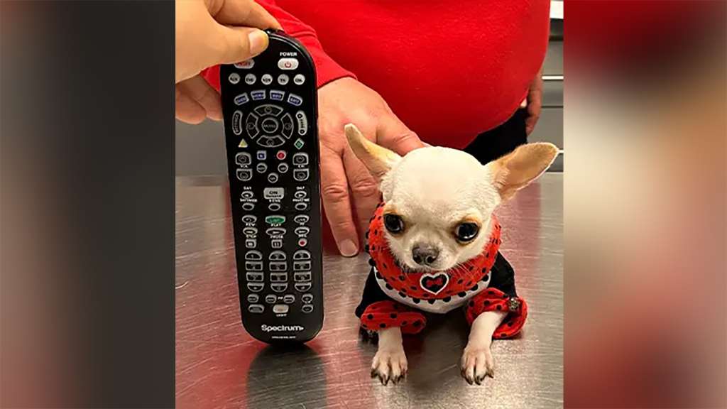Meet pocket-sized Pearl, the world’s shortest dog - Boston News ...