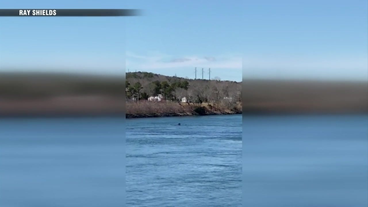 Right whale sighting in Cape Cod Canal a positive sign for future of ...