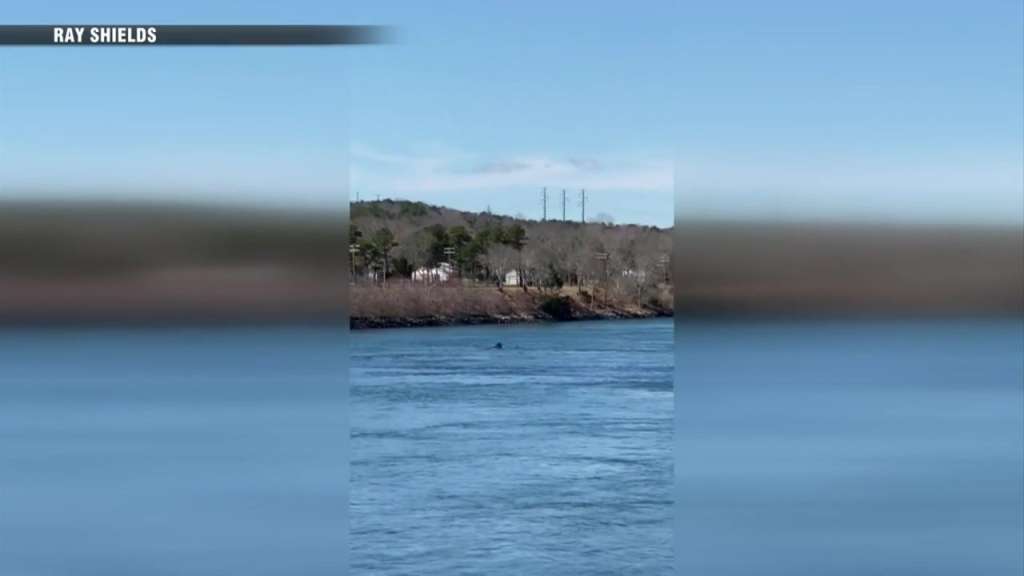 Right whale sighting in Cape Cod Canal a positive sign for future of ...