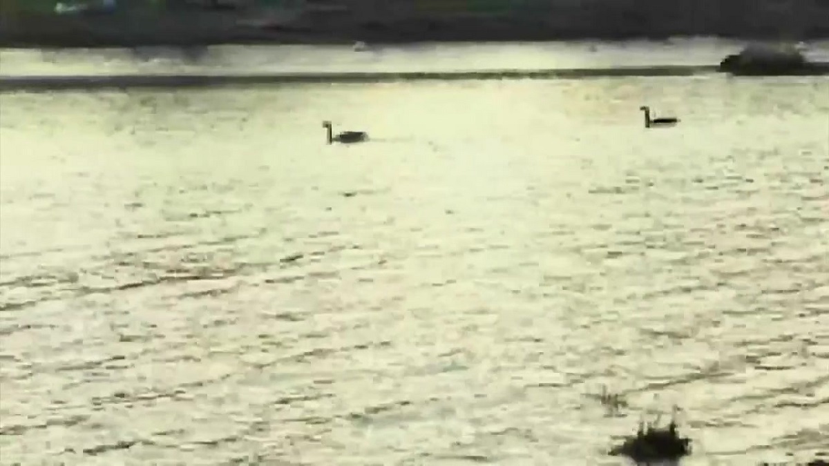 Avian Flu detected in dead birds in Swansea - Boston News, Weather ...