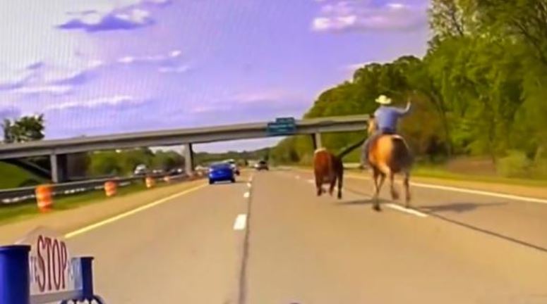 WATCH: Wranglers capture runaway cow on I-75 in Michigan - Boston News ...