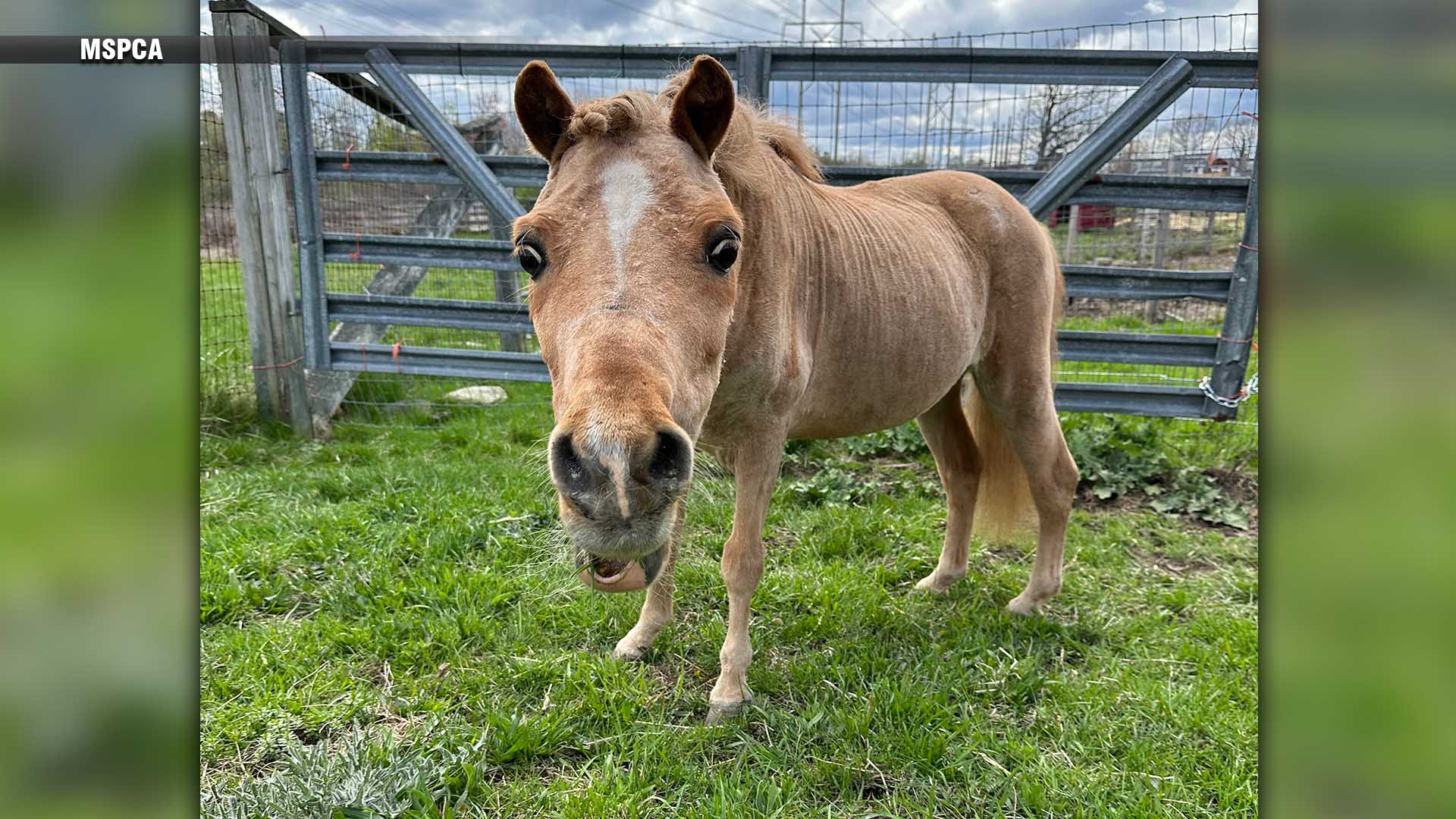 MSPCA searching for forever home for Marty the mini pony - Boston News ...