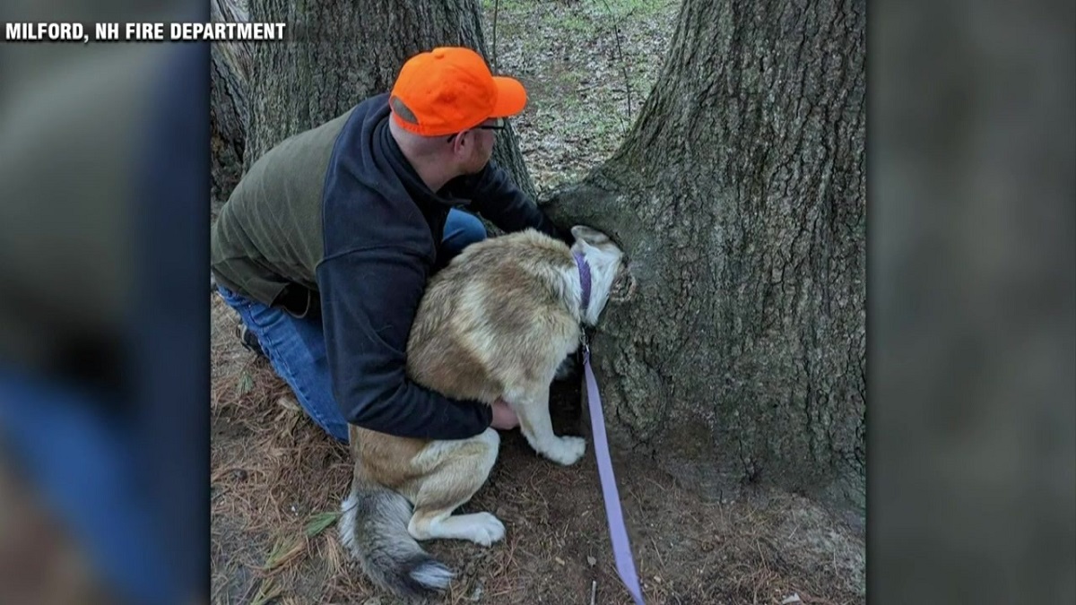 Dog gets head stuck in tree trunk in Milford, NH - Boston News, Weather ...