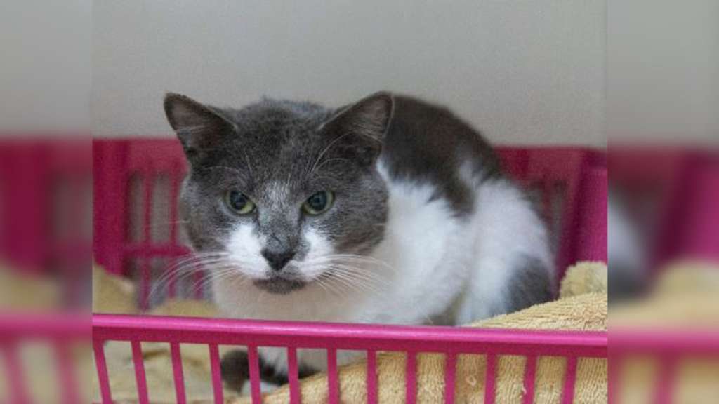 Animal Rescue League of Boston takes in dozens of cats from ...